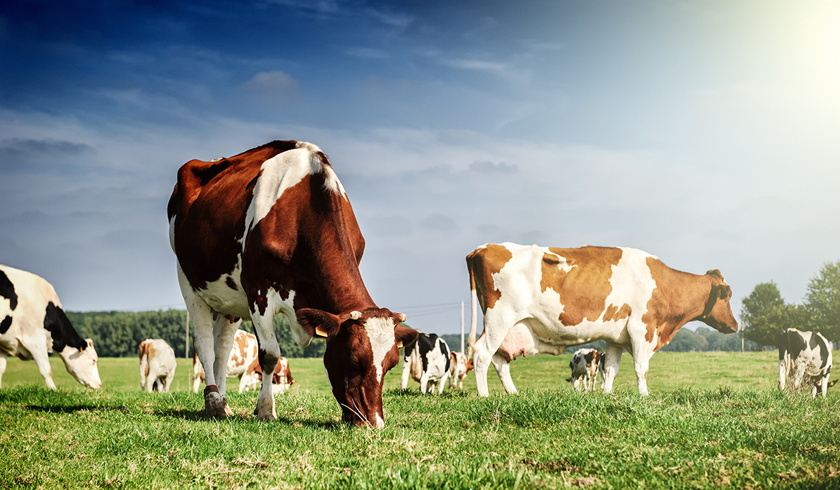 Aandag: Alle Rooivleis Produsente en Belangstellendes - Agri Limpopo