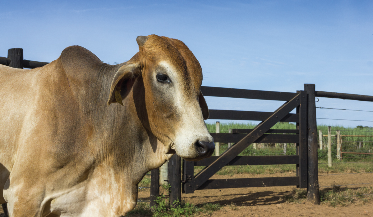 Goeie krale bly ’n goeie belegging - Agri Limpopo
