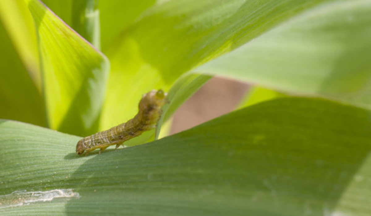 Plotting the Fall of the Armyworm - Agri Limpopo