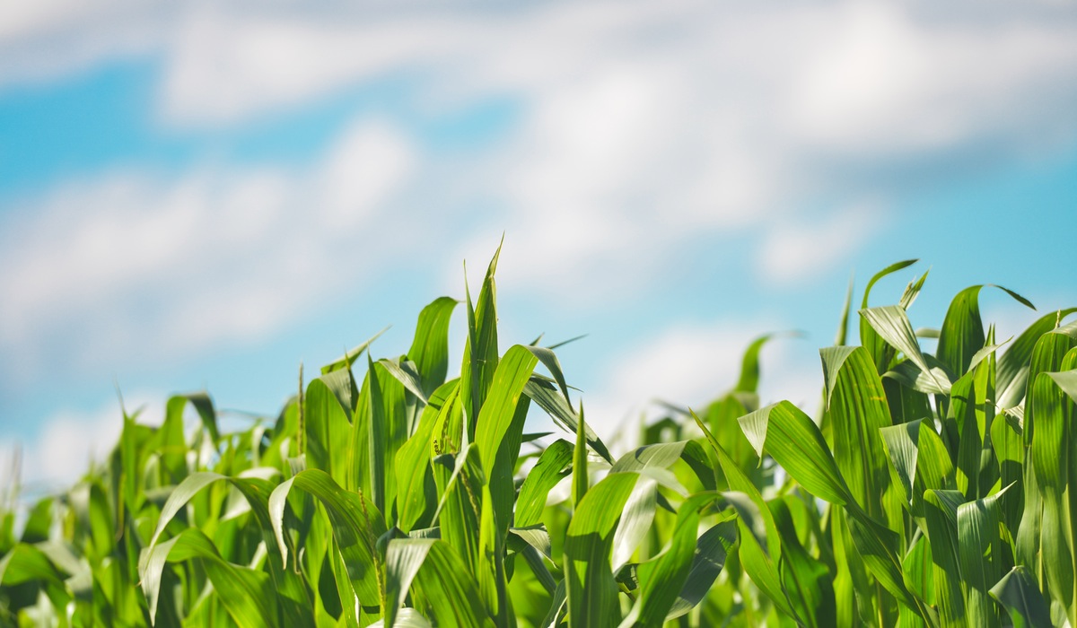 South African Agricultural Commodities Weekly Wrap - Agri Limpopo