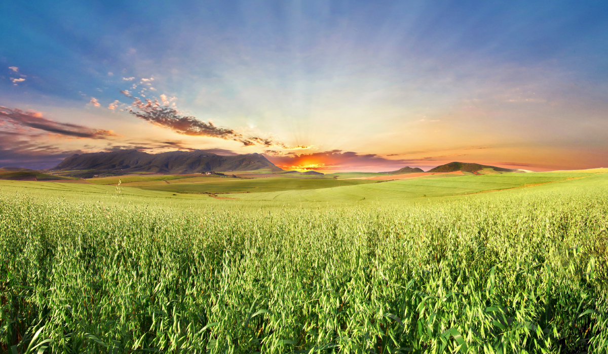 Prospects of light showers bring hope. - Agri Limpopo