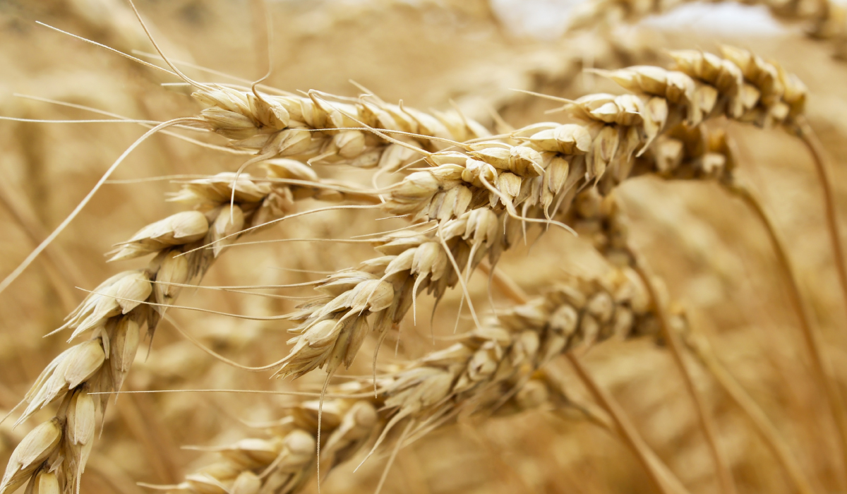 Weather remains dominant factor in local wheat market. - Agri Limpopo