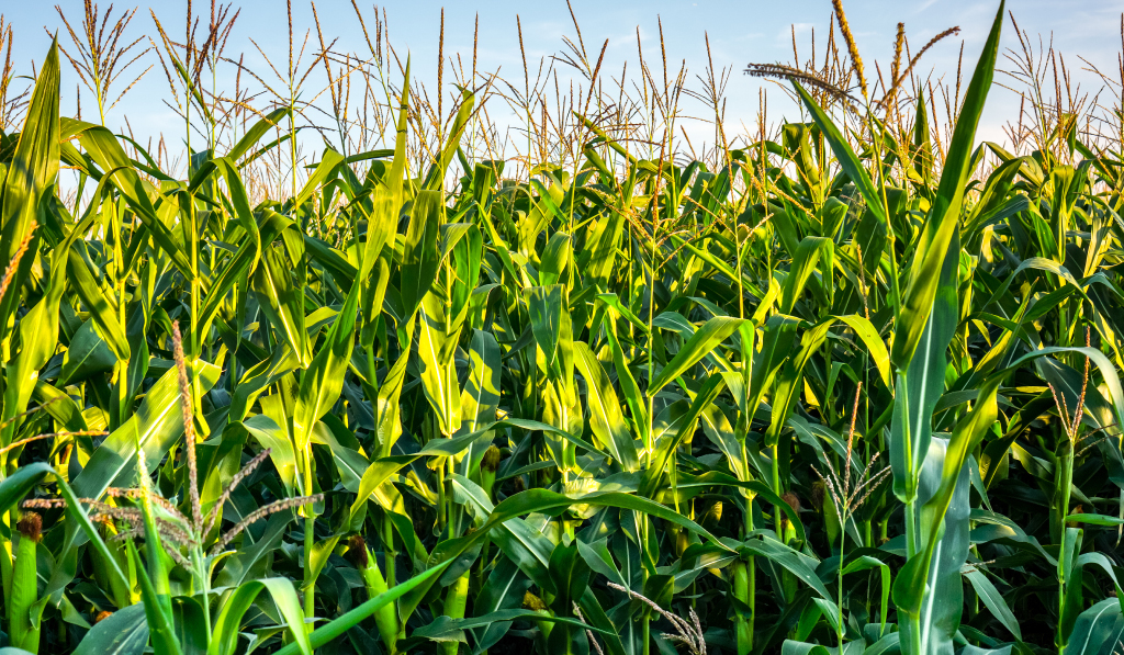 Maize crop in fairly good condition across the country