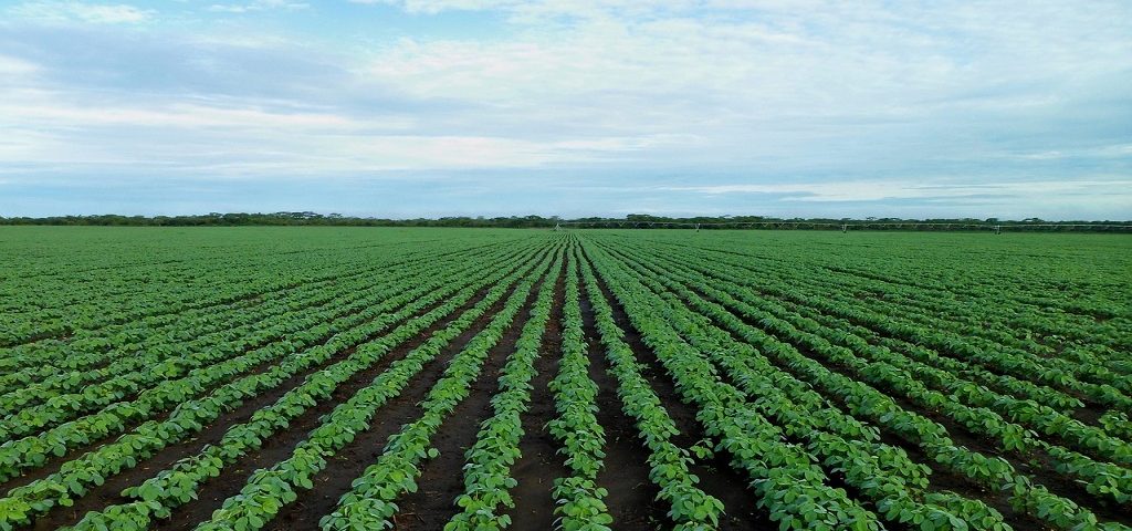 Soybean planting activity making notable progress - Agri Limpopo