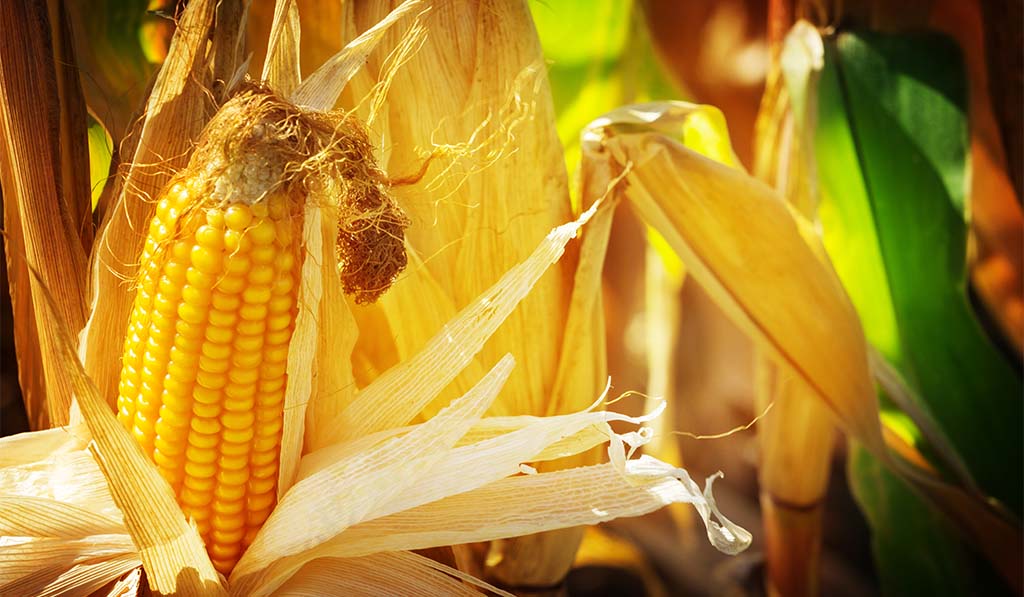 Spotlight on domestic maize market - Agri Limpopo